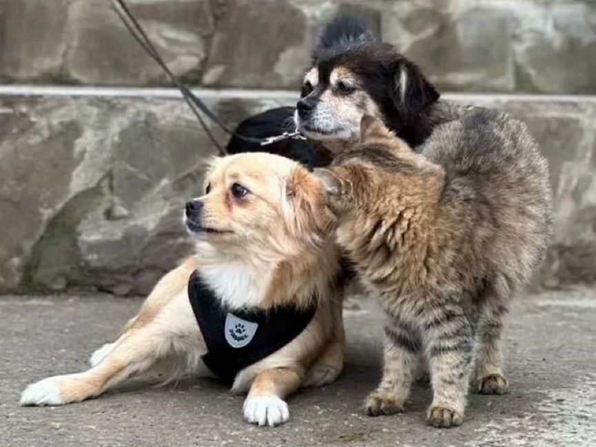 Две чихуахуа в добрые руки