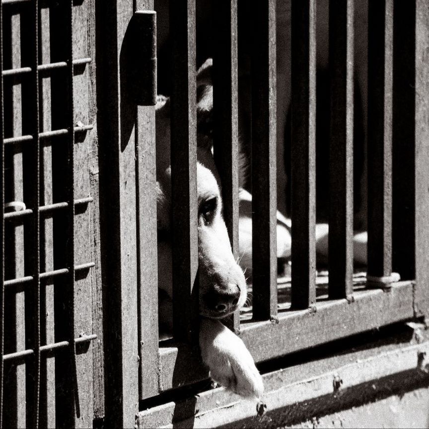 Спасите наши души