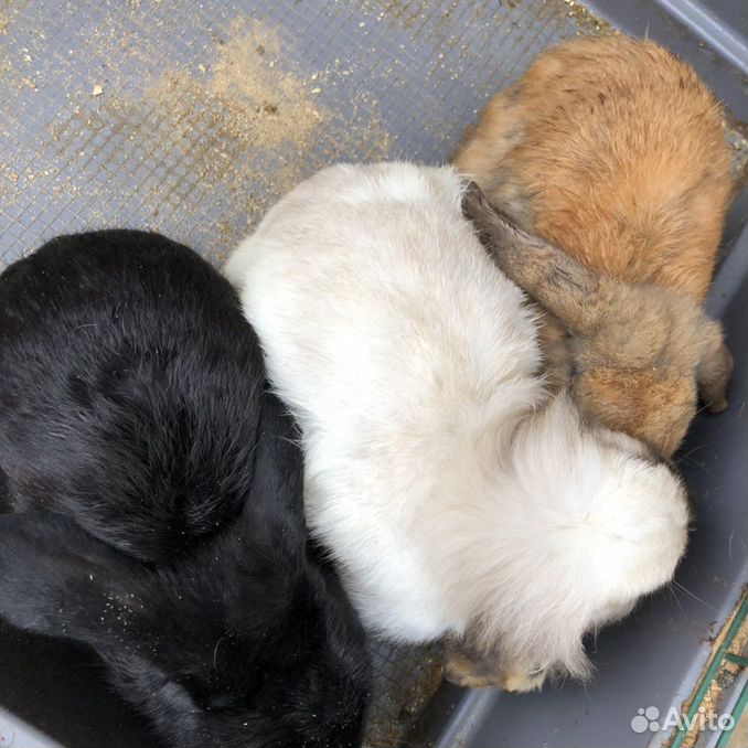Кролики карликовые декаративные