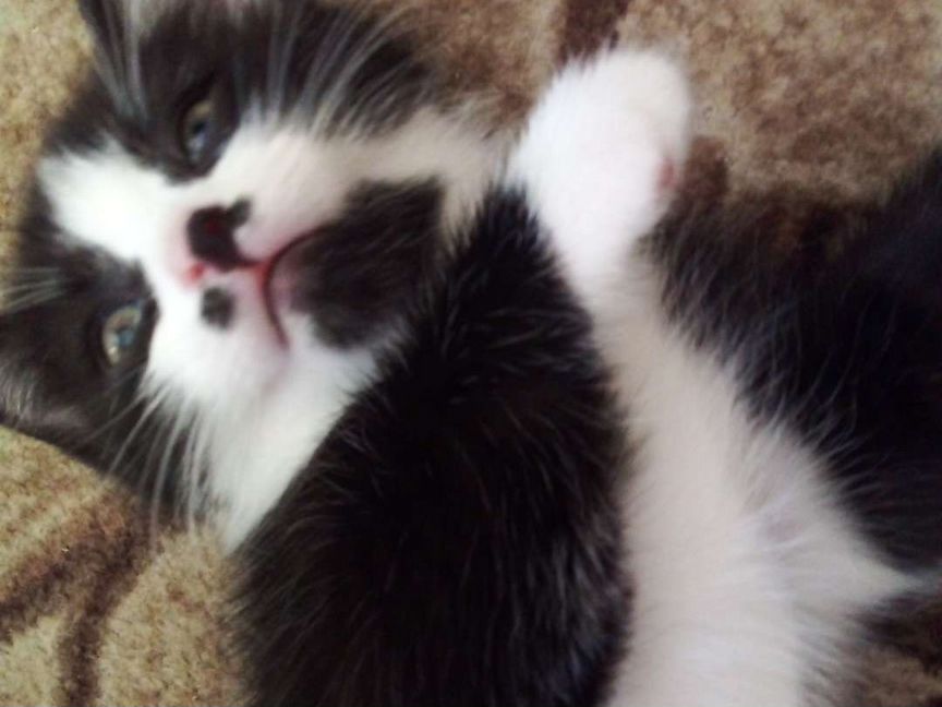Котята в дар ответственным людям