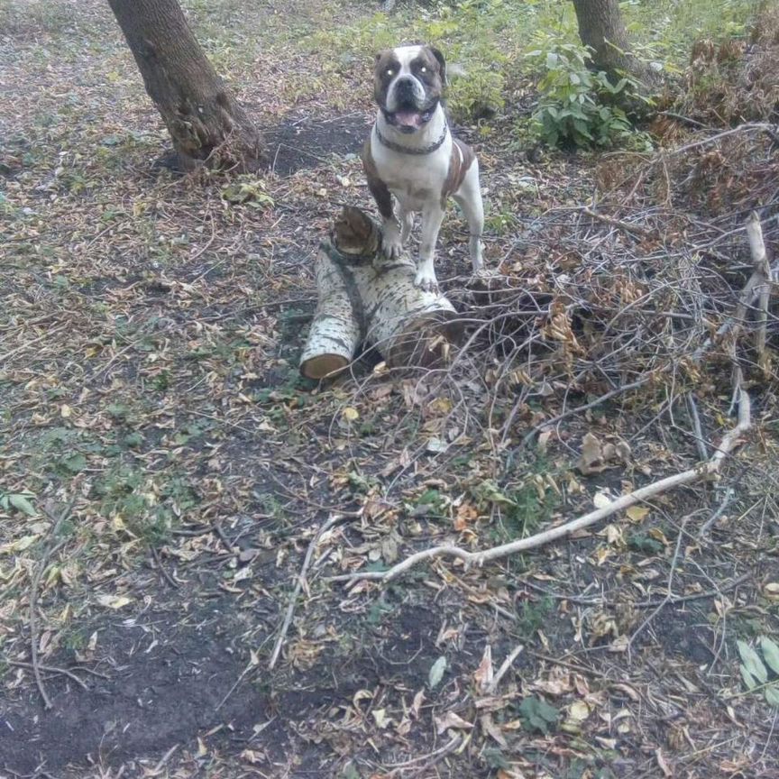 Ам. Бульдог только в любящие и опытные ручки