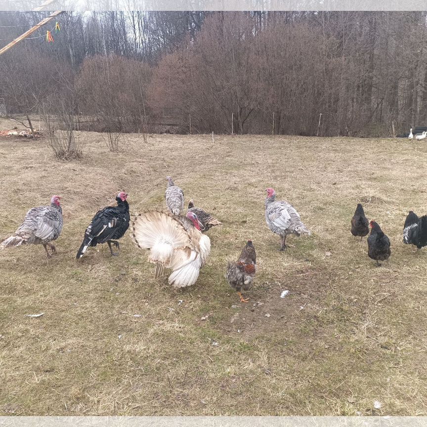 Индюки домашние