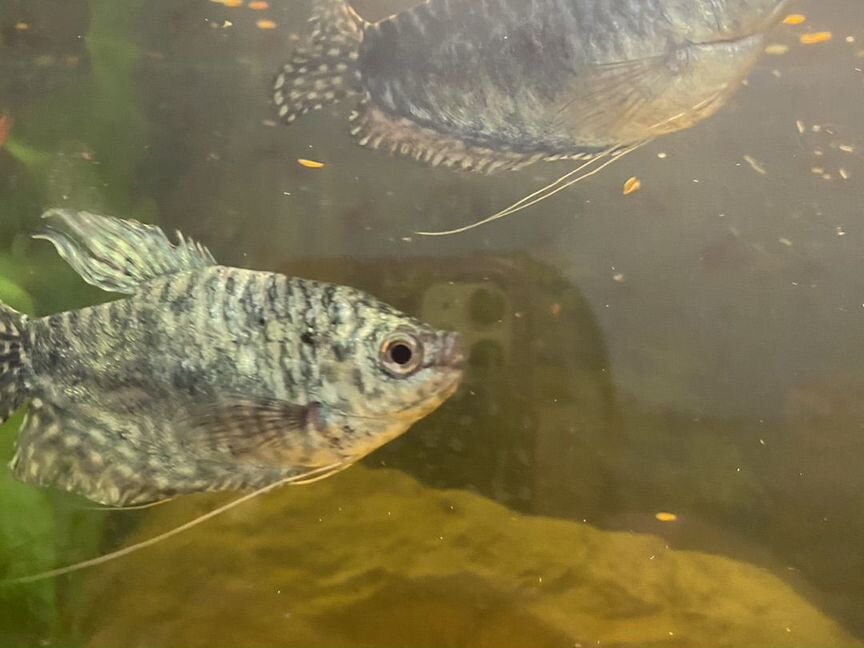 Рыбки цихлиды