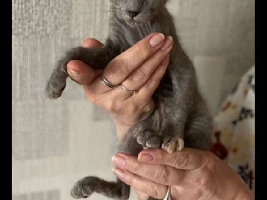 Украинский левкой