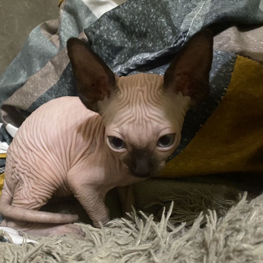 Канадский сфинкс котёнок
