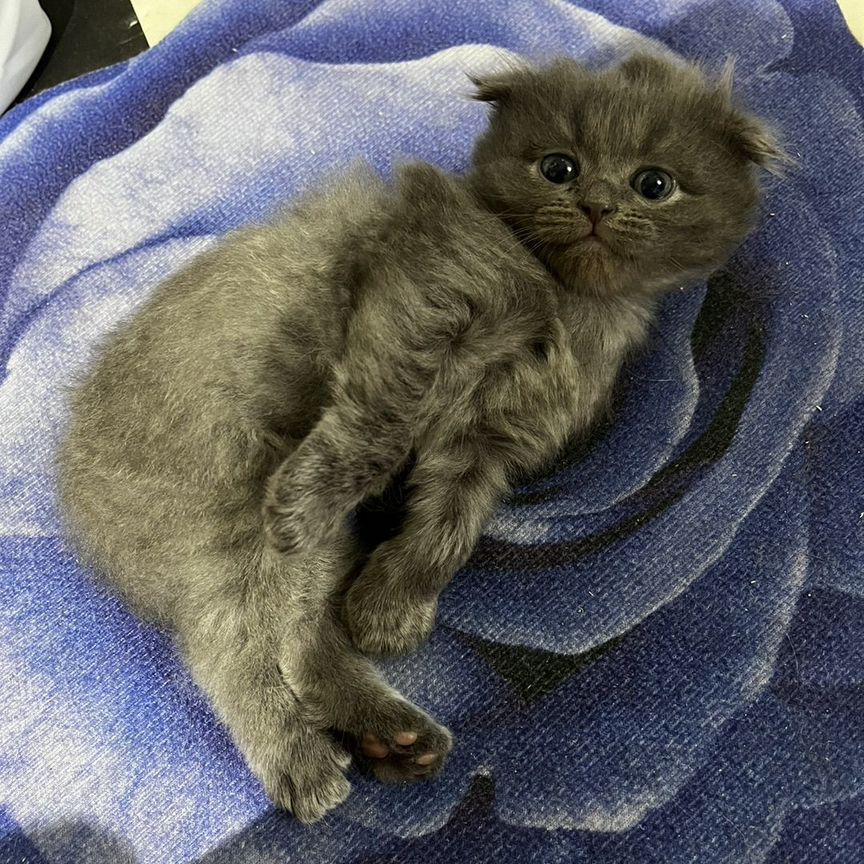 Котенок мальчик серый