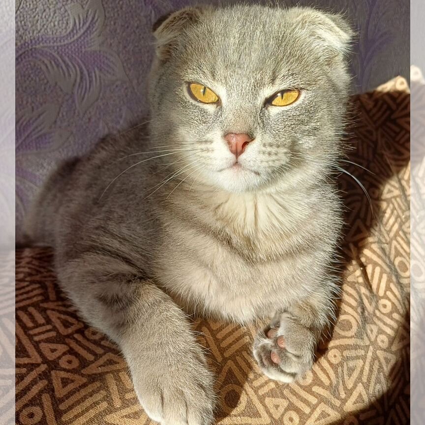 Кошки