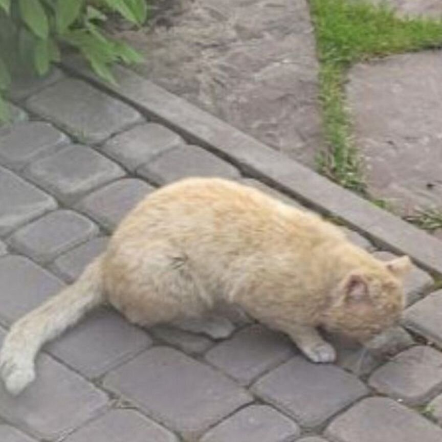 Красивый рыжий котик ждет свою семью