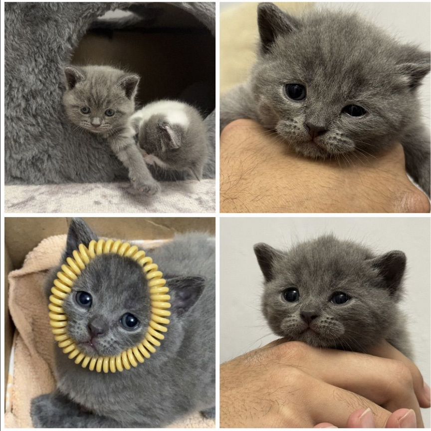 Британский котенок