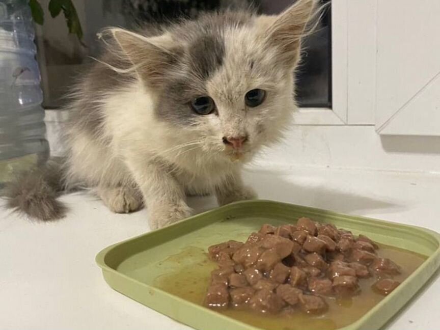 Котенок девочка ищет дом