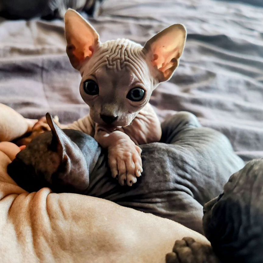 Канадский сфинкс котёнок