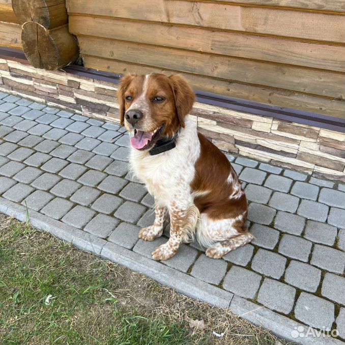 Вязка бретонский эпаньоль