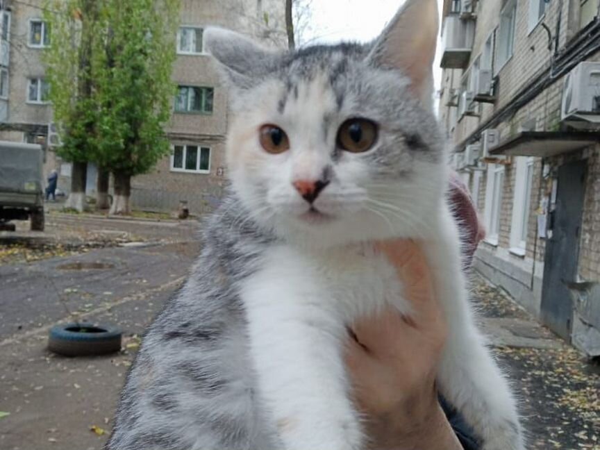 Отдают в добрые руки