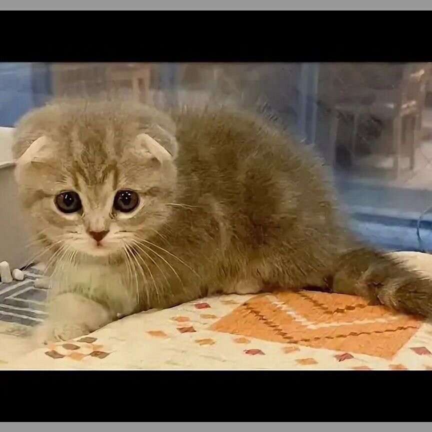 Шотландский вислоухий короткошёрстный котёнок
