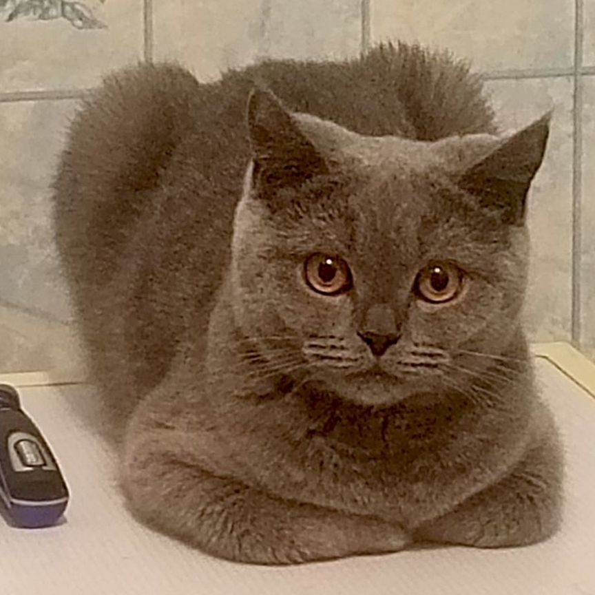 Кошечка британка на вязку