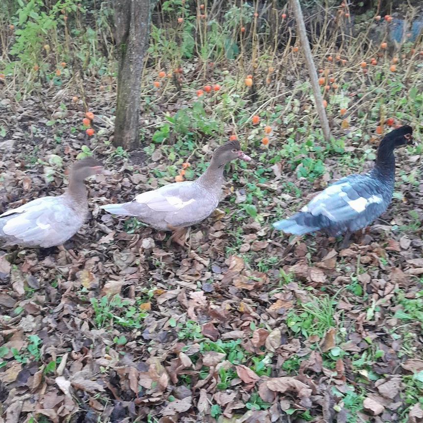 Мускусные утки тяжелые линии