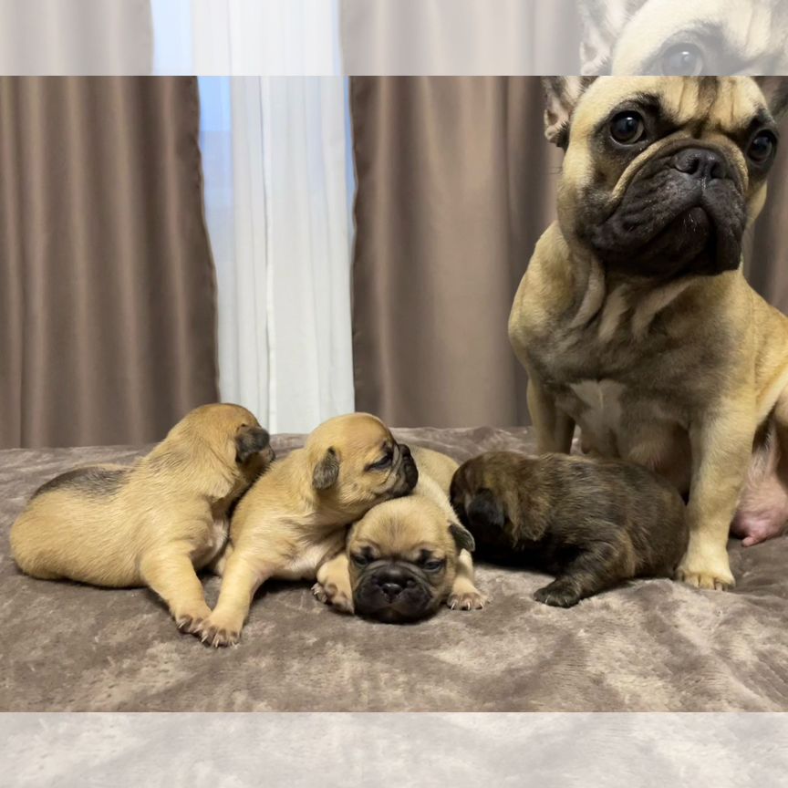 Французский бульдог, щенок