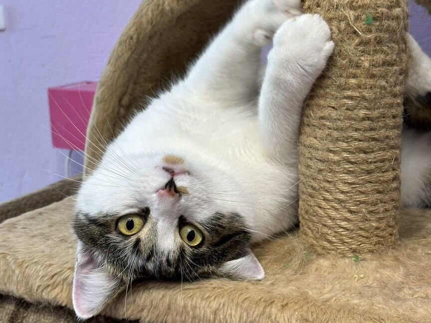 Котик кот бобтейл белый полосатый