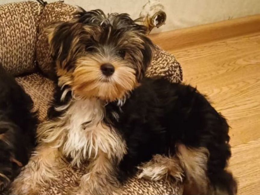 Йоркширский терьер щенки стандарт