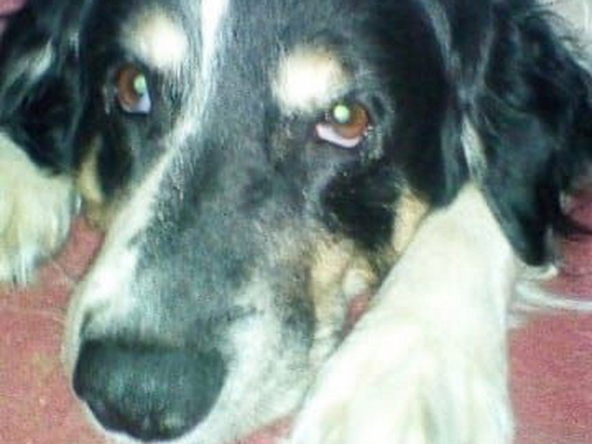 Собака в добрые руки отдам бесплатно