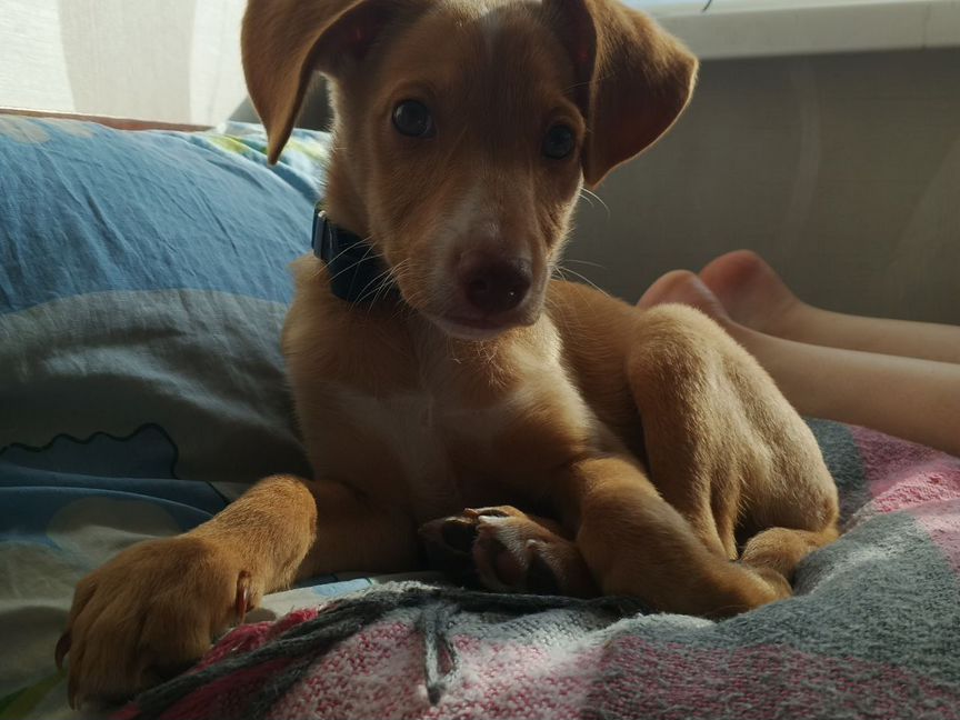 Собака в добрые руки отдам бесплатно