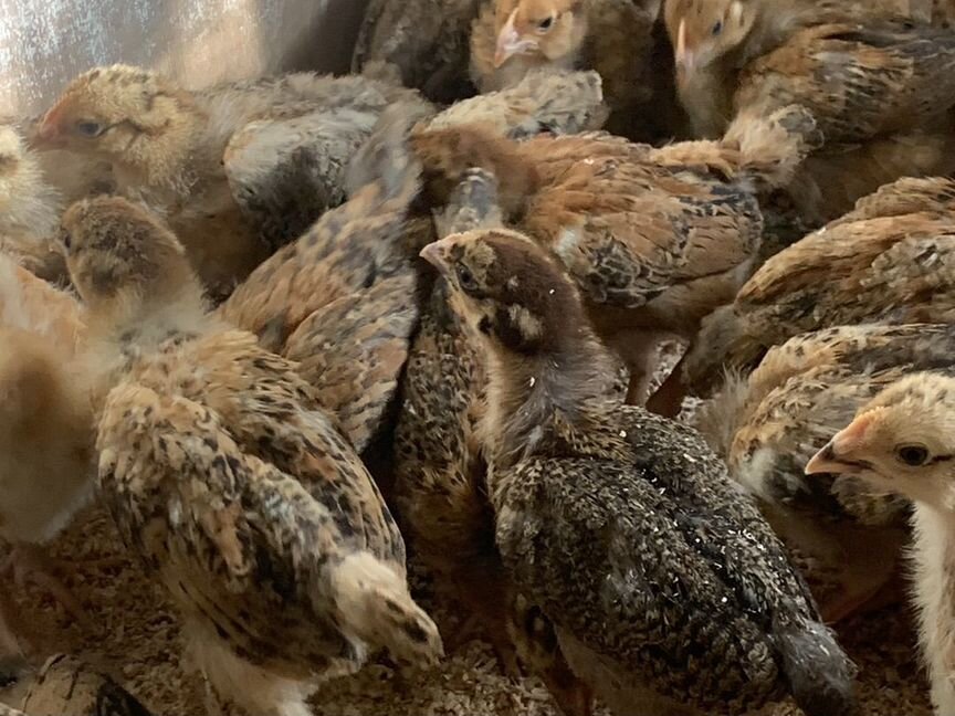 Цыпленок кучинская юбилейная