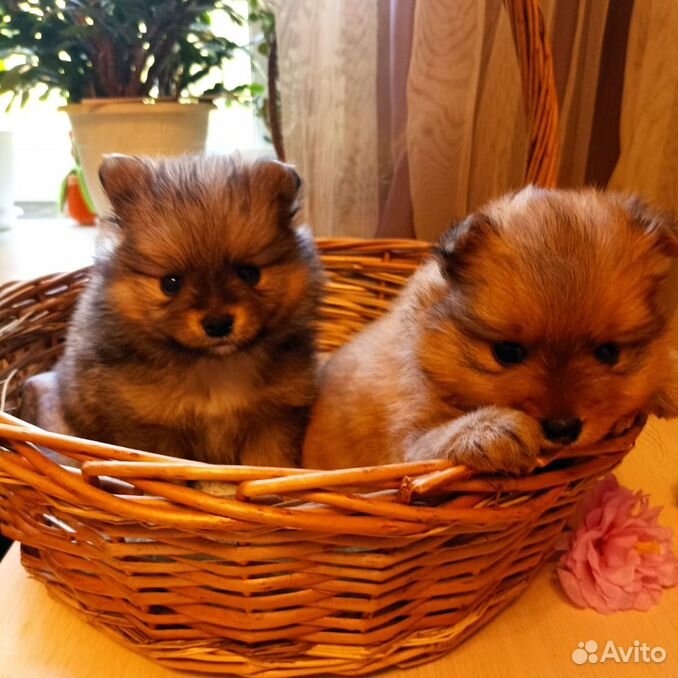 Маленькие пушистики