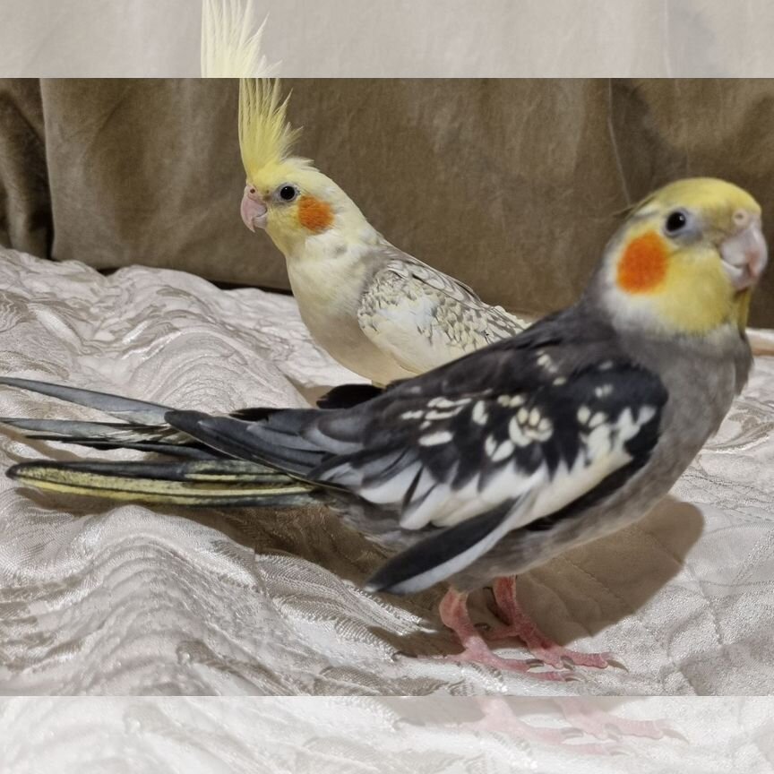 Попугай корелла ручной