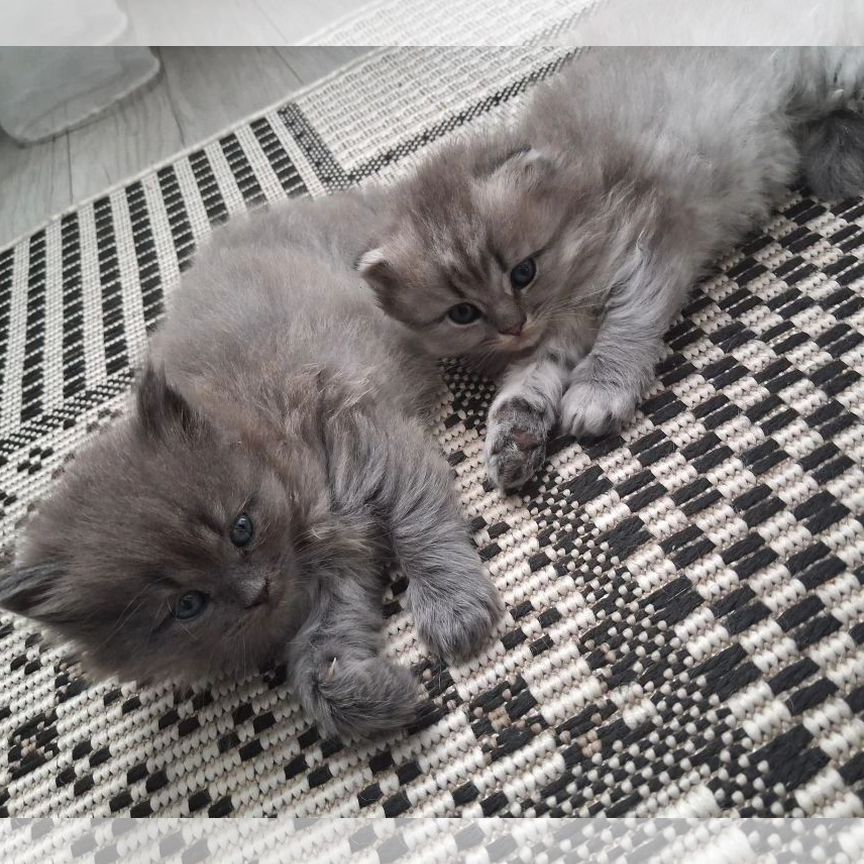 Шотландский вислоухий длинношёрстный котёнок