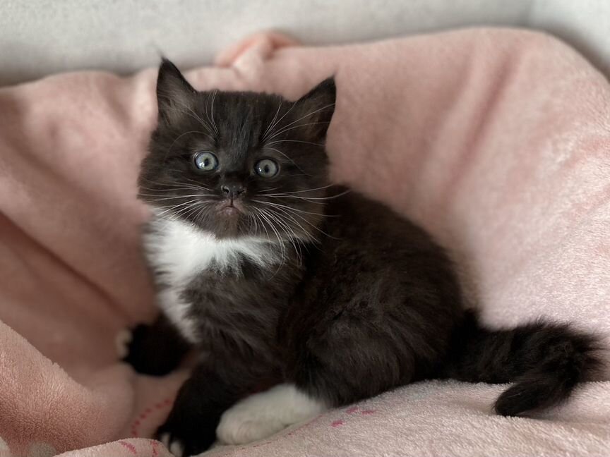 Кот сибирский котенок мальчик