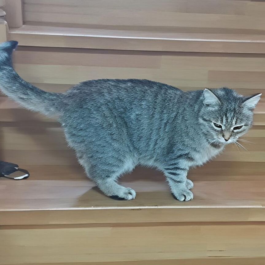 Взрослая, кошка в добрые руки