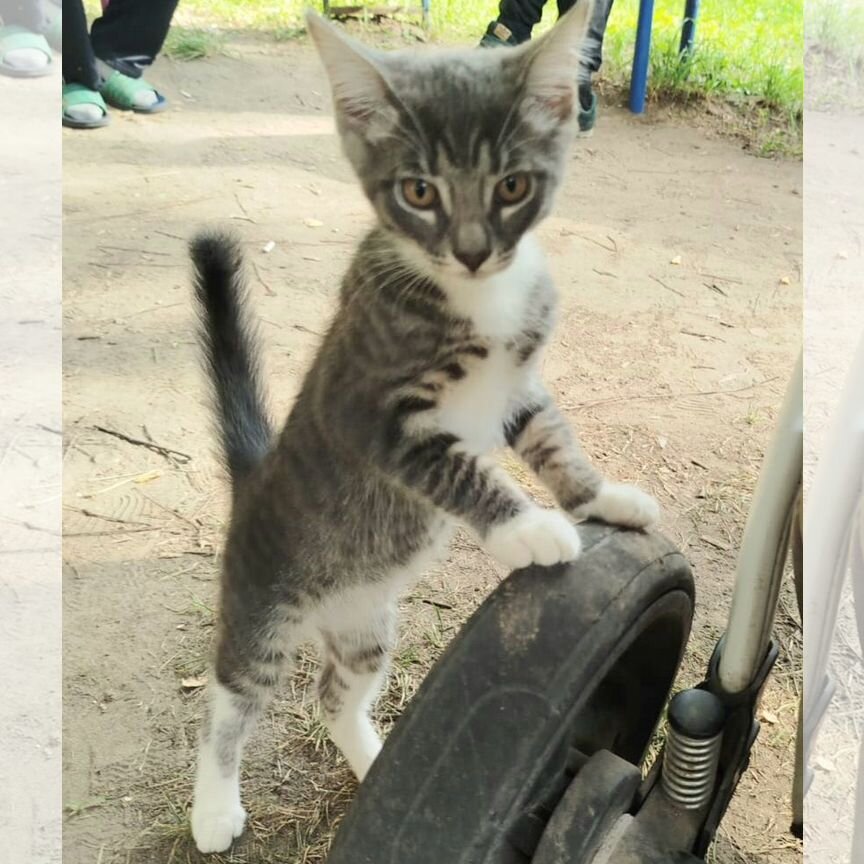 Котёнок в добрые руки