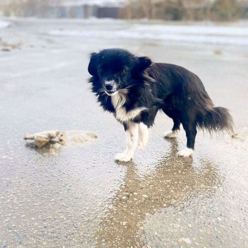 Собака в добрые руки отдам бесплатно