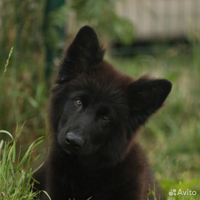 Длинношерстная черная овчарка, кобели и суки