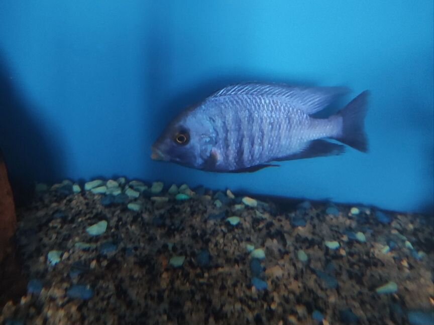 Рыба дельфин