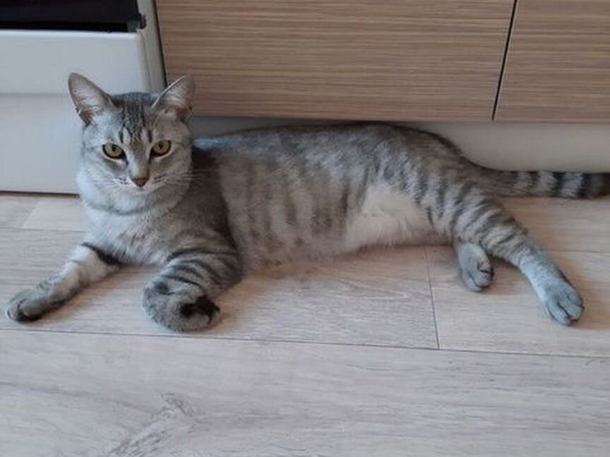 Кот Саймон в добрые руки