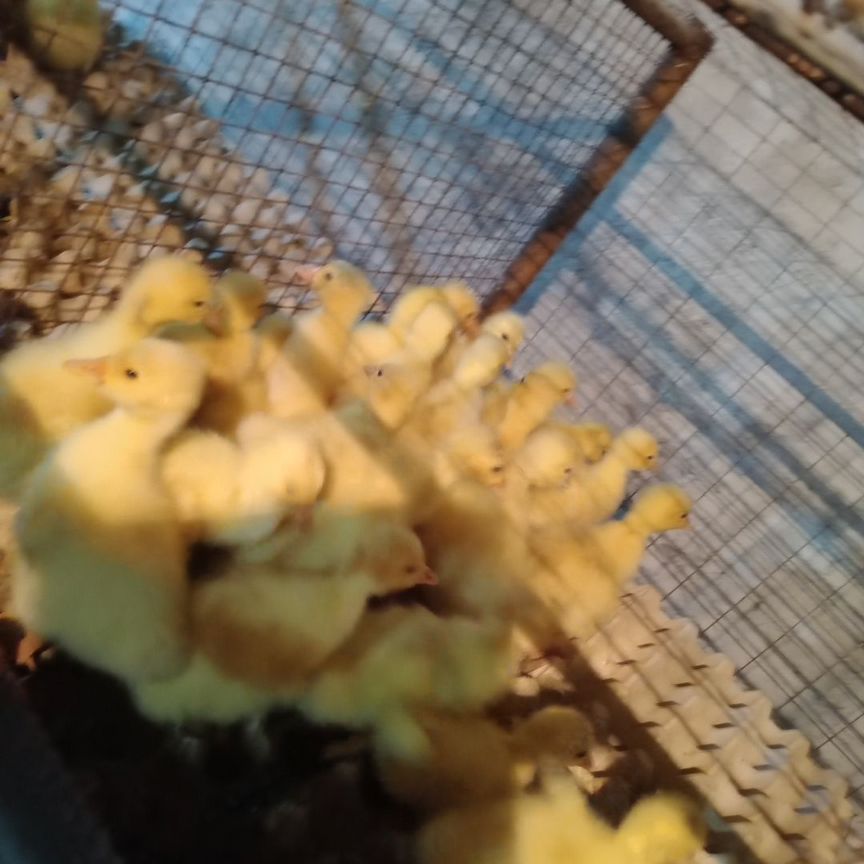 Гусята суточные