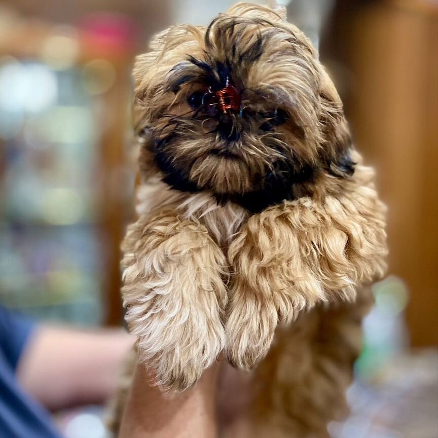 Ши-тцу, щенок