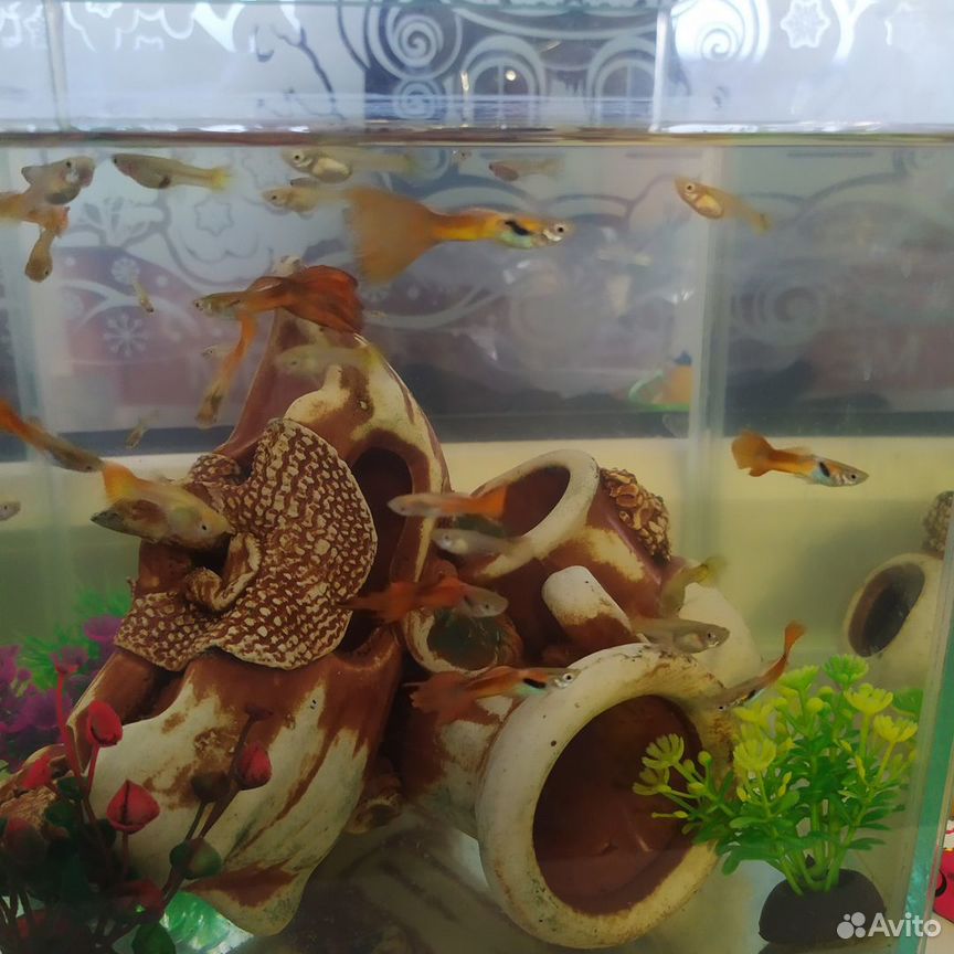 Мальки гуппи очень красивых расцветок