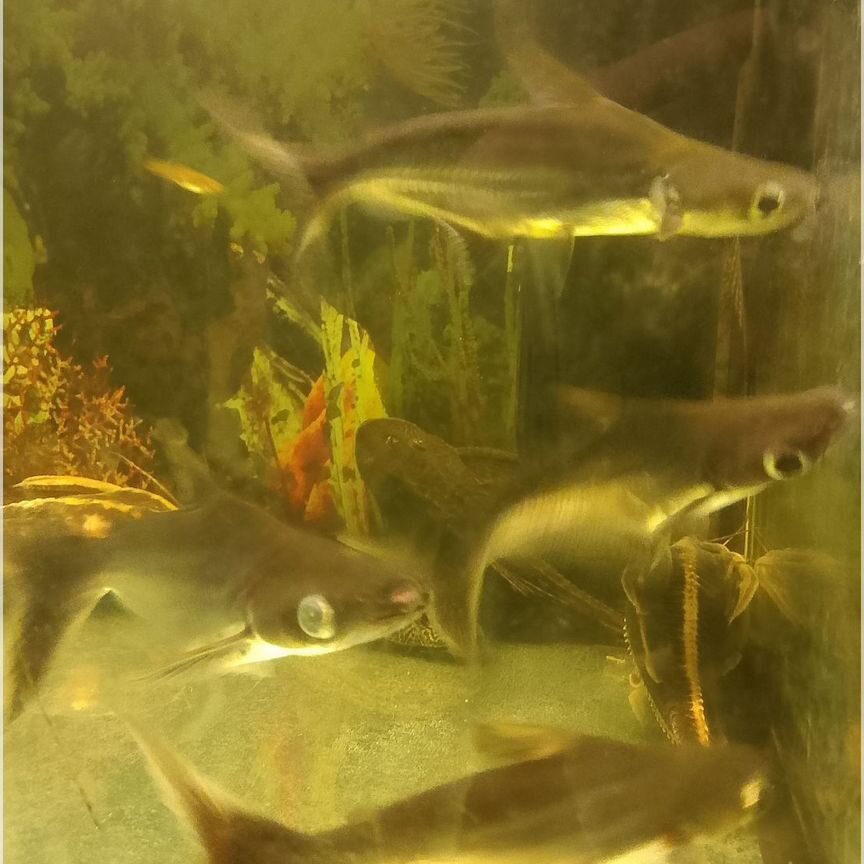 Продам, обменяю рыбок