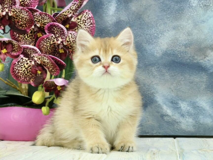 Британская кошечка золотая шиншилла