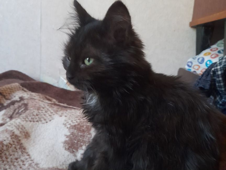Кошки