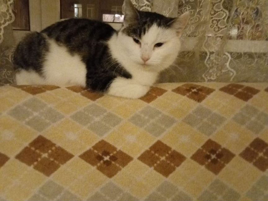 Кошка для души