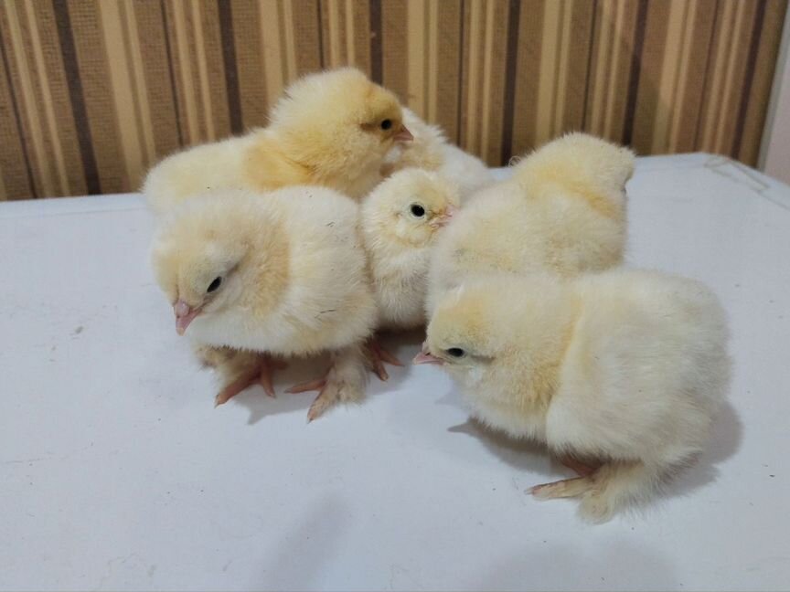 Цыплята Брама белая
