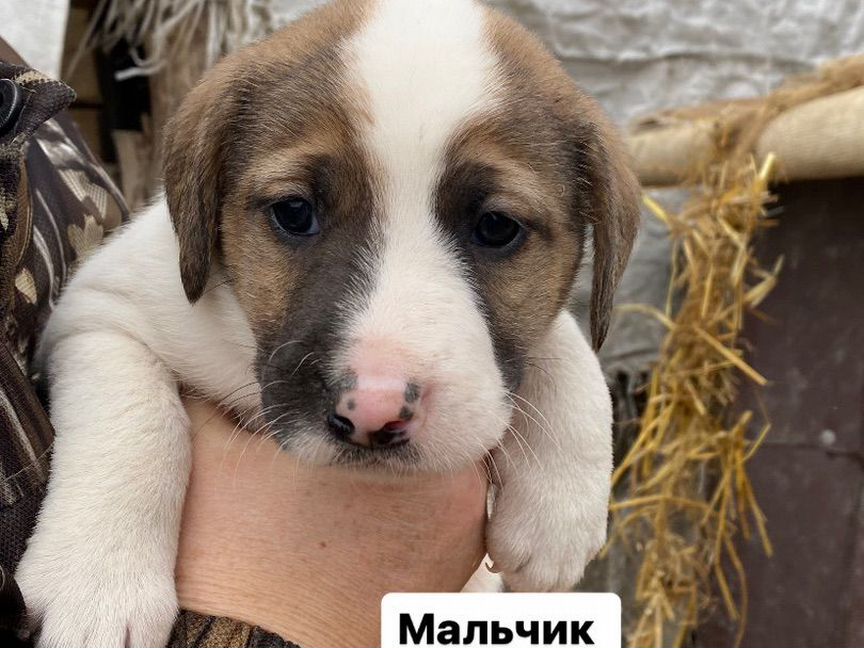 Щенки алабая и эстонской гончей