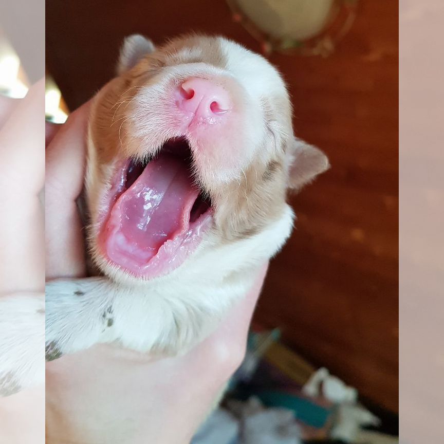 Бордер-колли, щенок