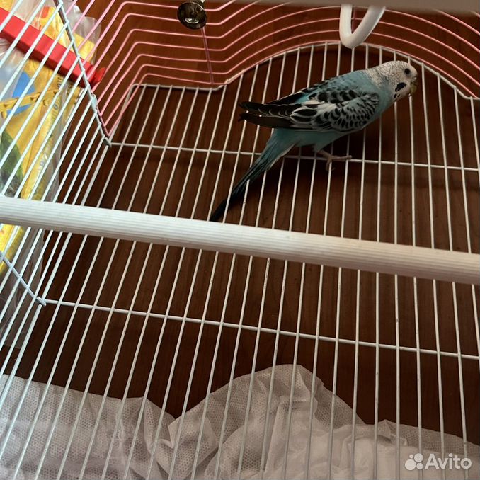 Волнистый попугайс клеткой
