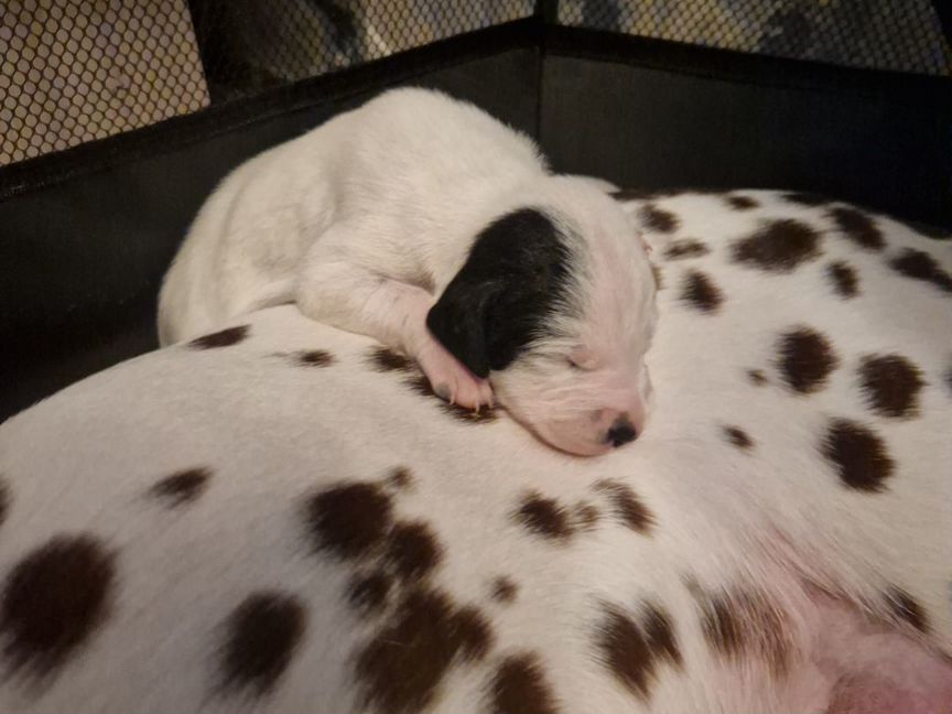 Далматинец