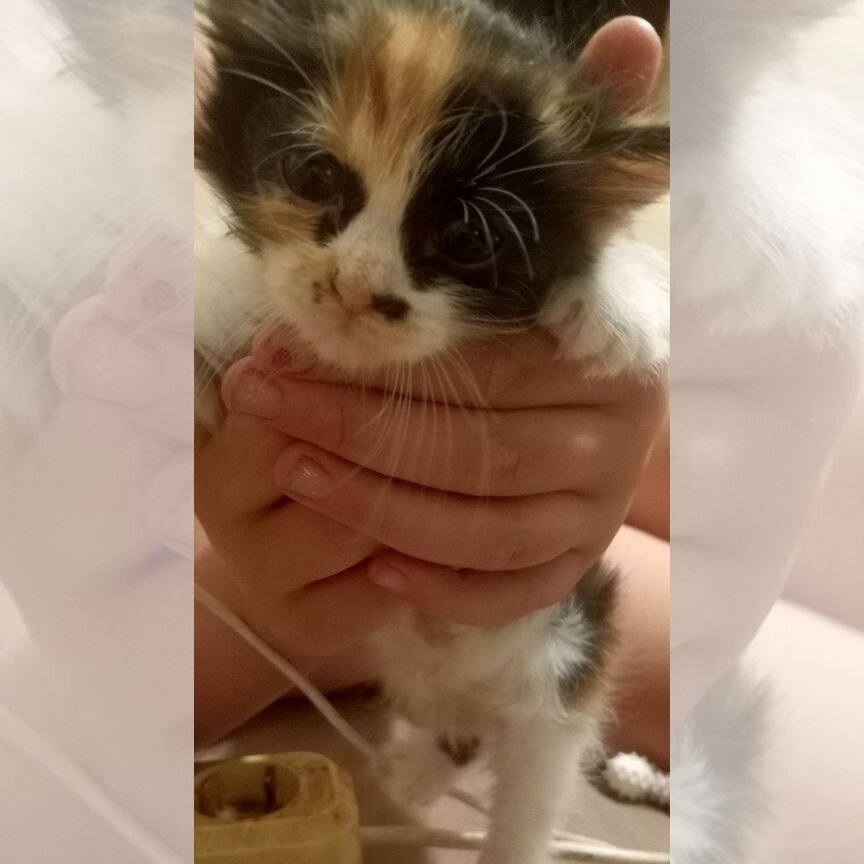 Кошечка в добрые руки