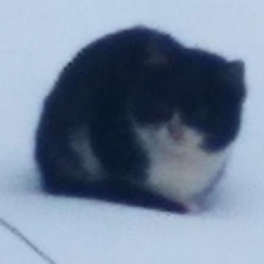 Отдам котят в добрые руки аллергия на кошек